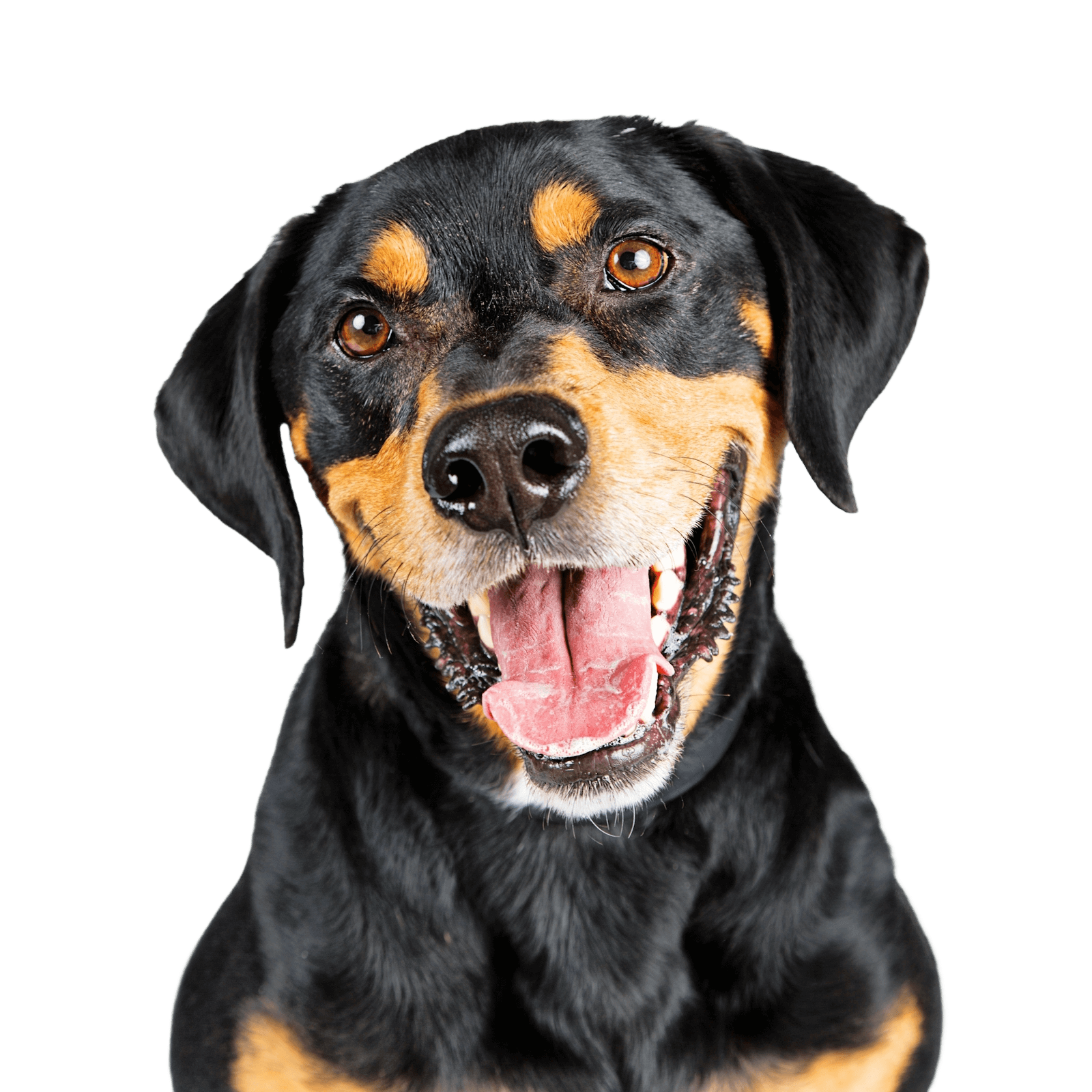 Tomtoi - a better life for pets
